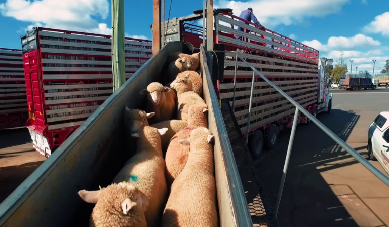 Transporting Cattle By Road – Procedures. - Are you looking for cages ...