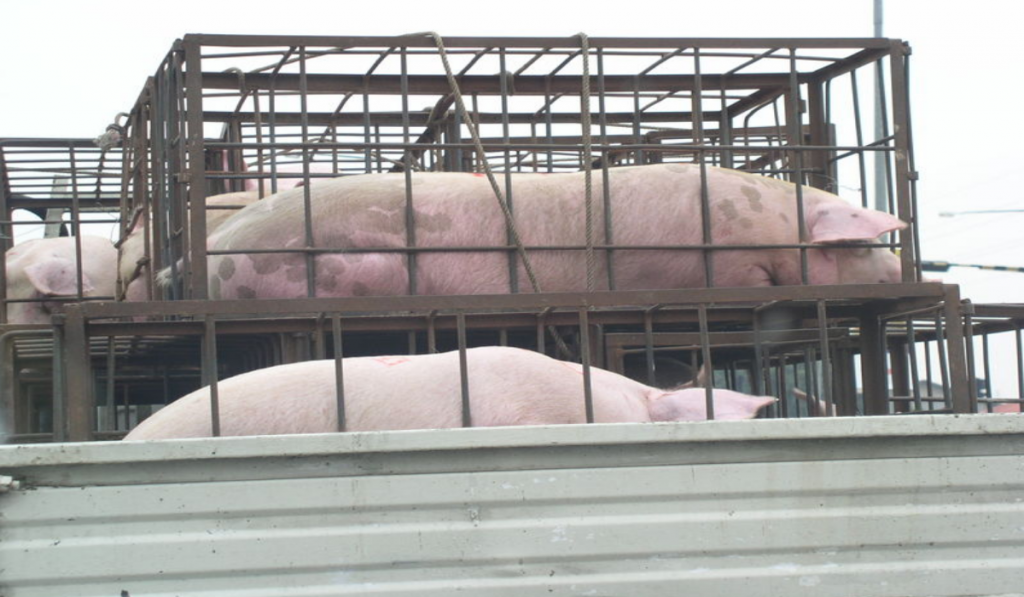 How to ensure the welfare of pigs during transport. - Are you looking ...